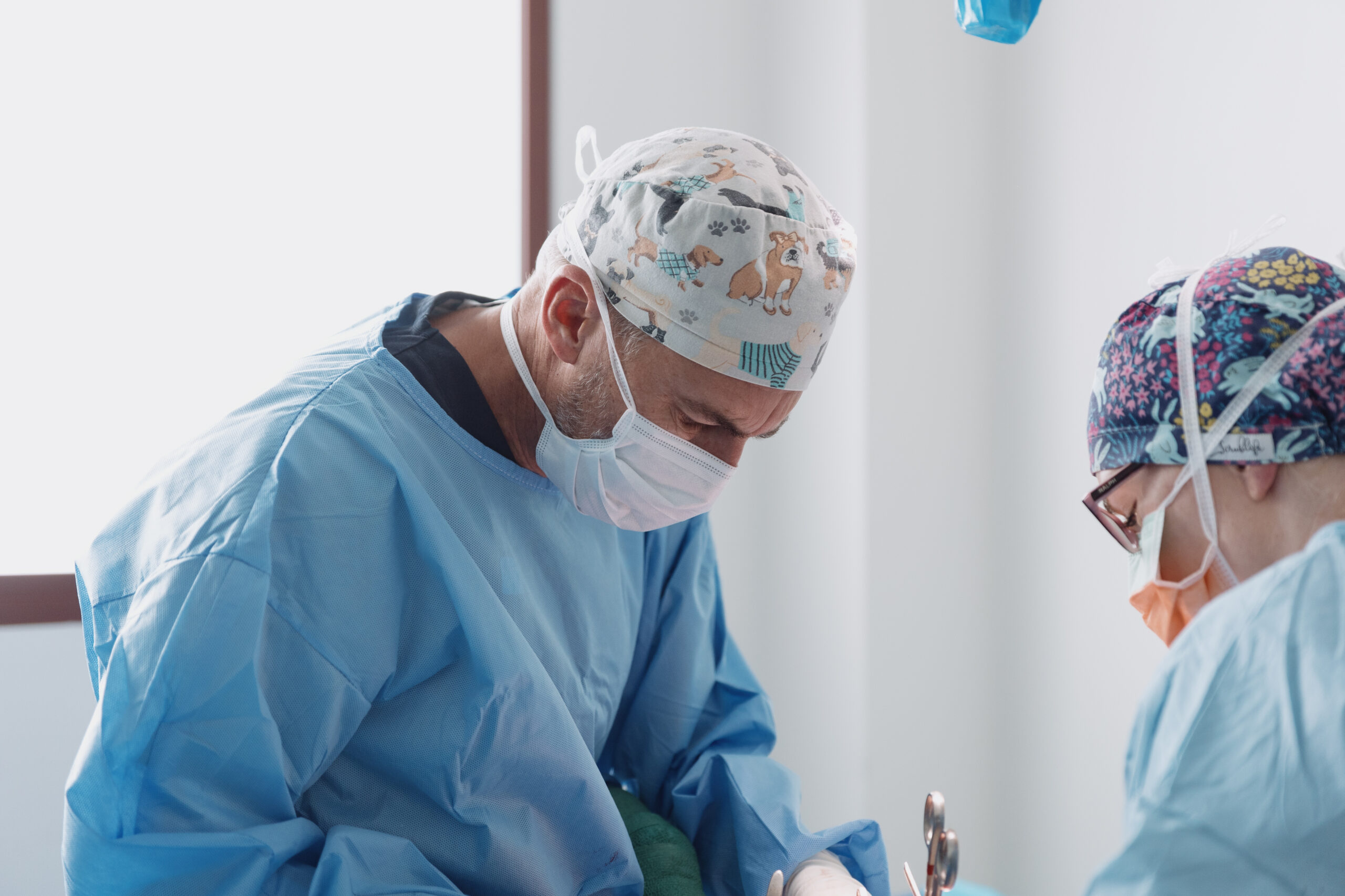 Surgery | Gawler Animal Hospital