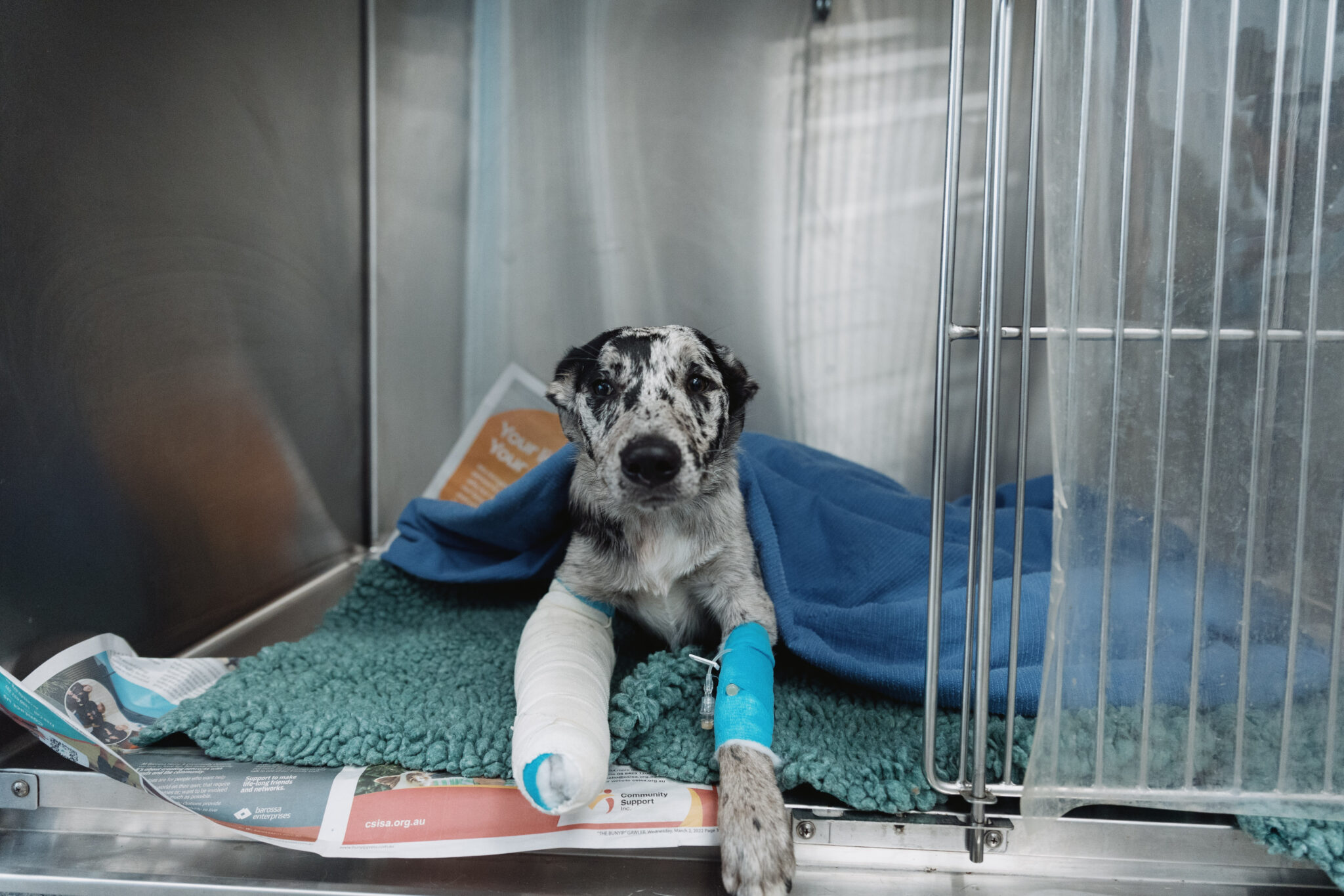 Services | Gawler Animal Hospital