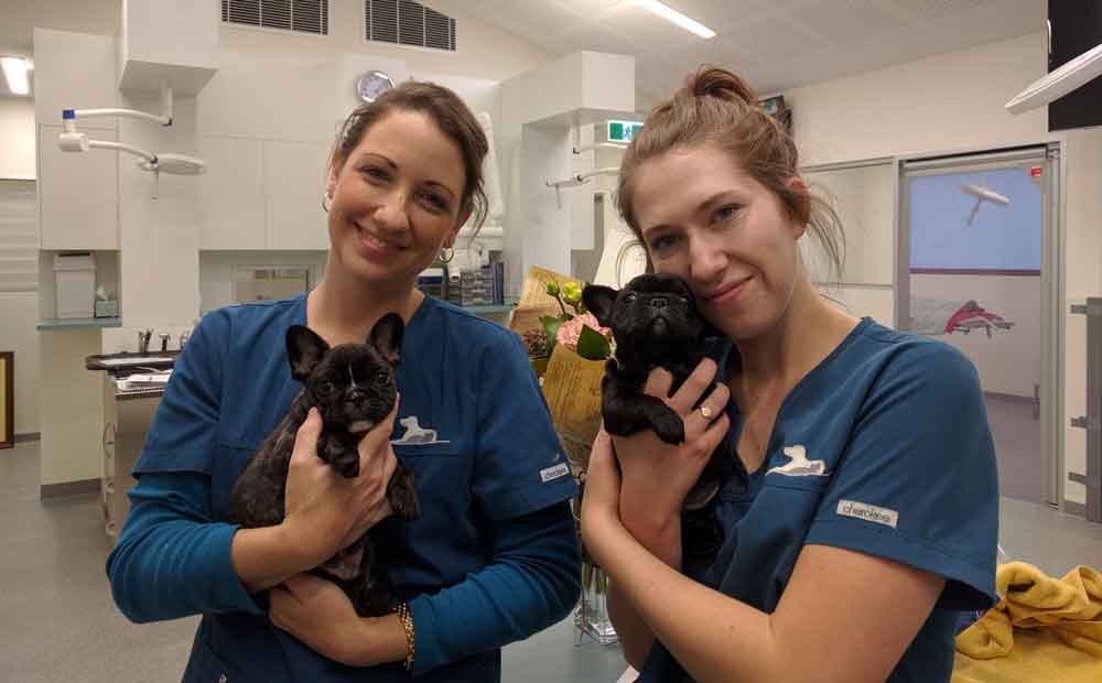 Gawler Animal Hospital | Your Friendly Gawler Vet