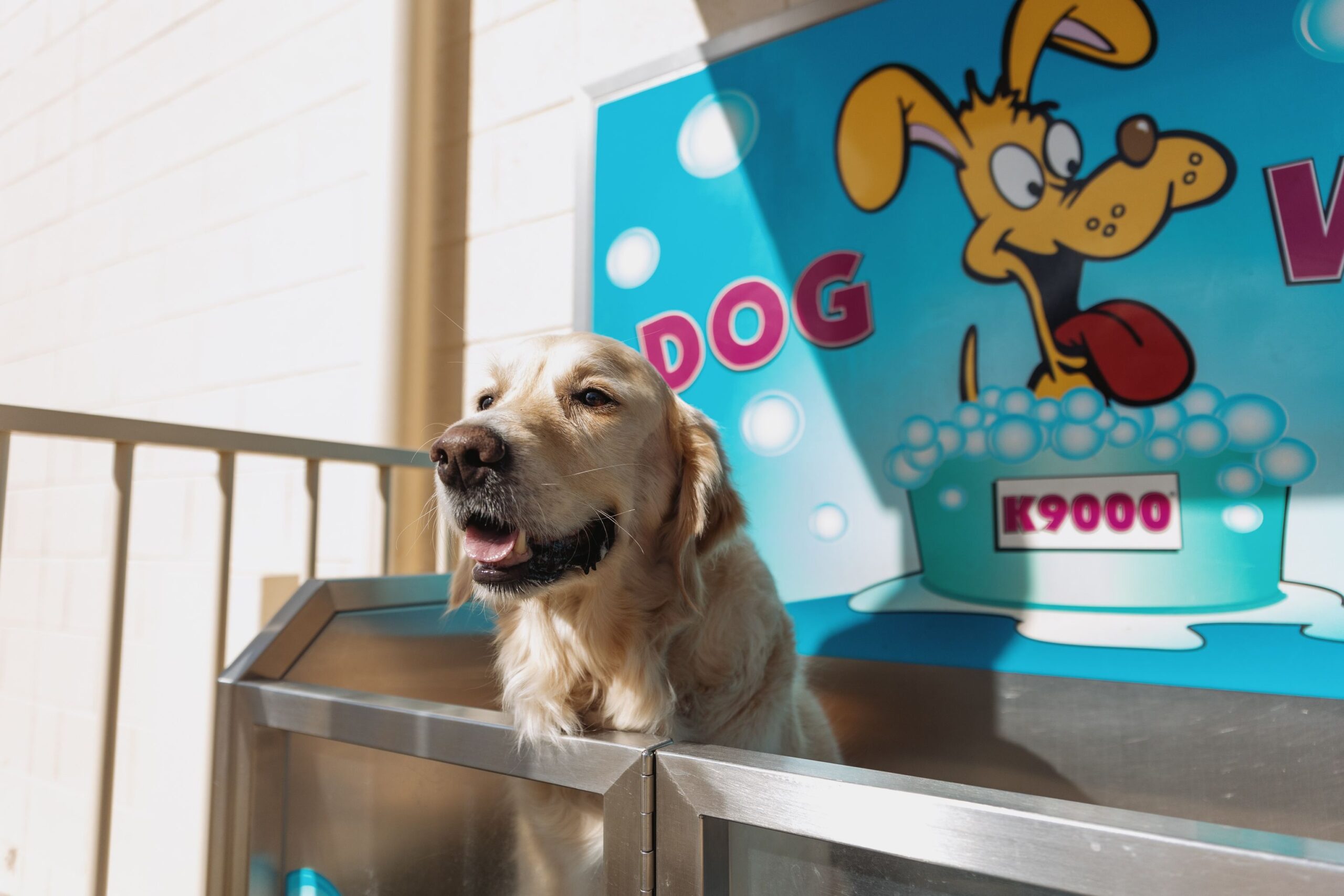 A Healthy Hydrobath! | Gawler Animal Hospital