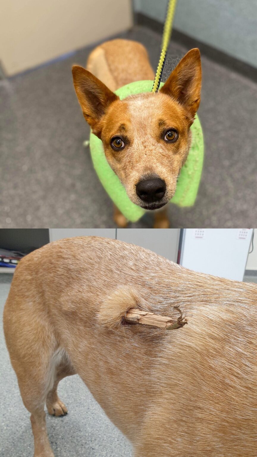 Gawler Animal Hospital – For all your pet care needs