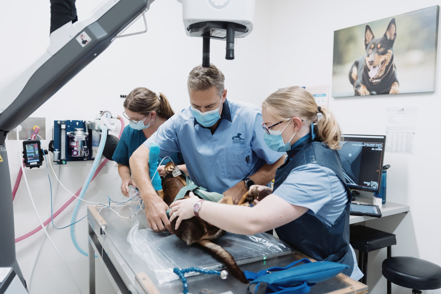 About – Gawler Animal Hospital