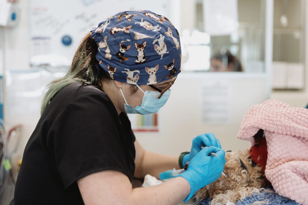 Services – Gawler Animal Hospital