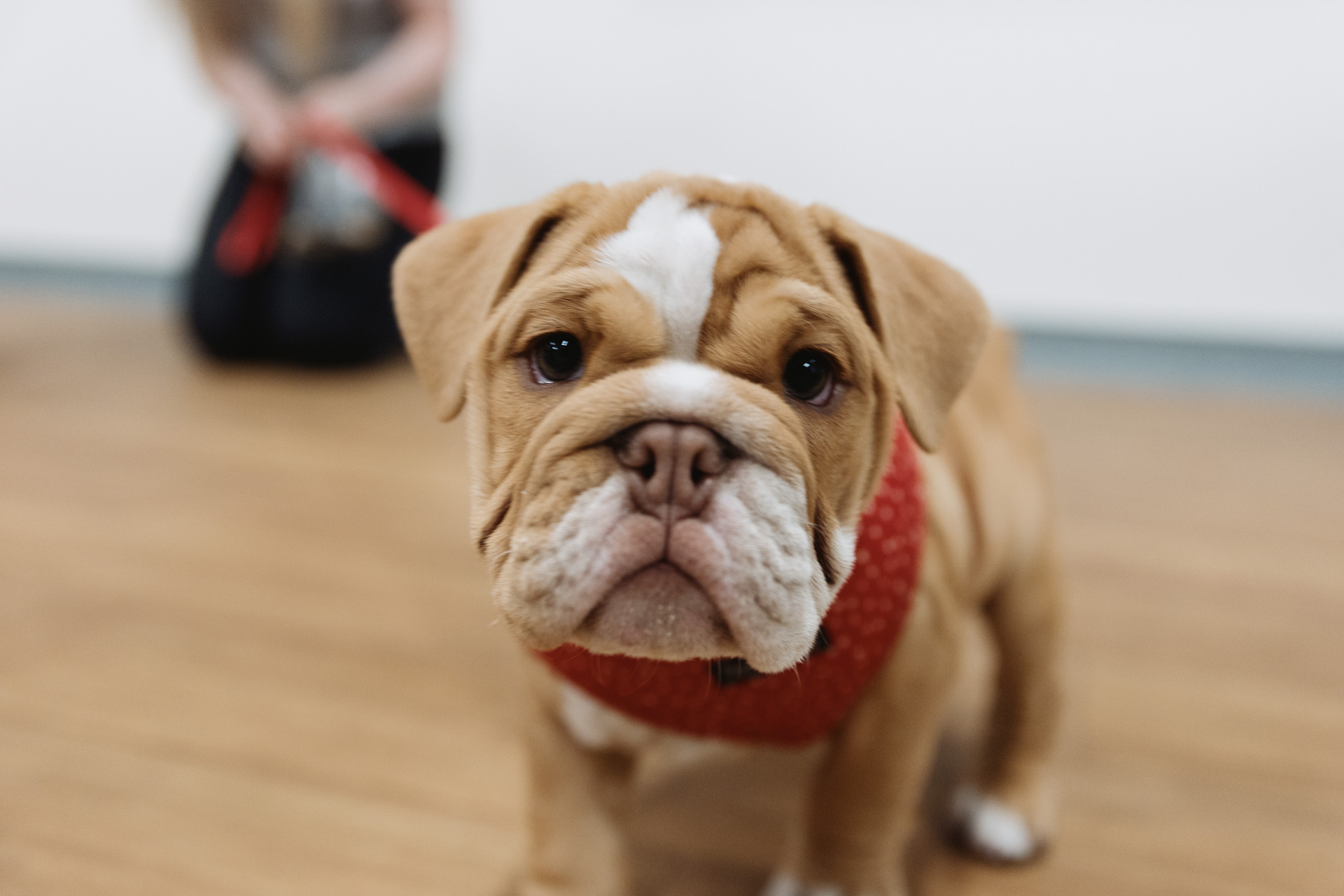 Gawler Animal Hospital | Your Friendly Gawler Vet