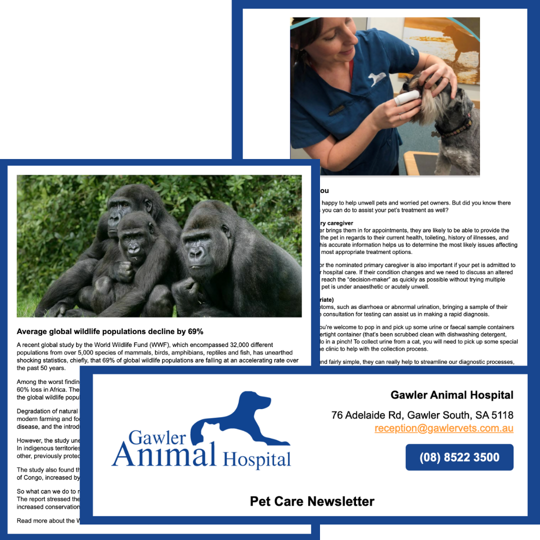 Feburary 2024 newsletter – Gawler Animal Hospital