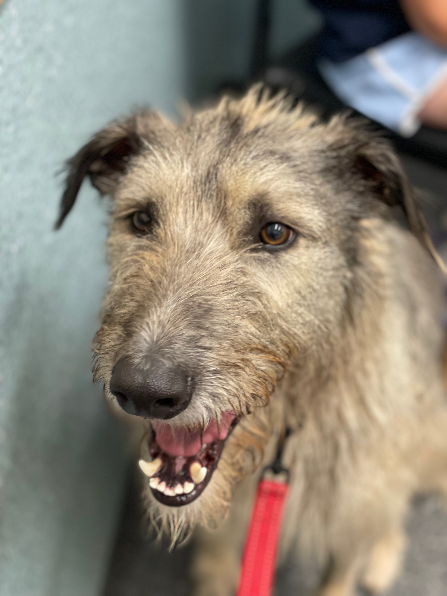 March 2024 Newsletter | Gawler Animal Hospital